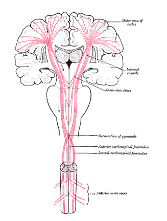 Upper vs. Lower Motor Neuron Lesions - Illinois Chiropractic Society