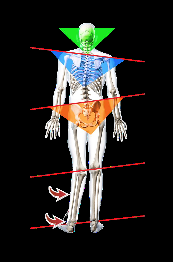 Achilles Tendon and Calf Injuries: One and the Same - Illinois ...